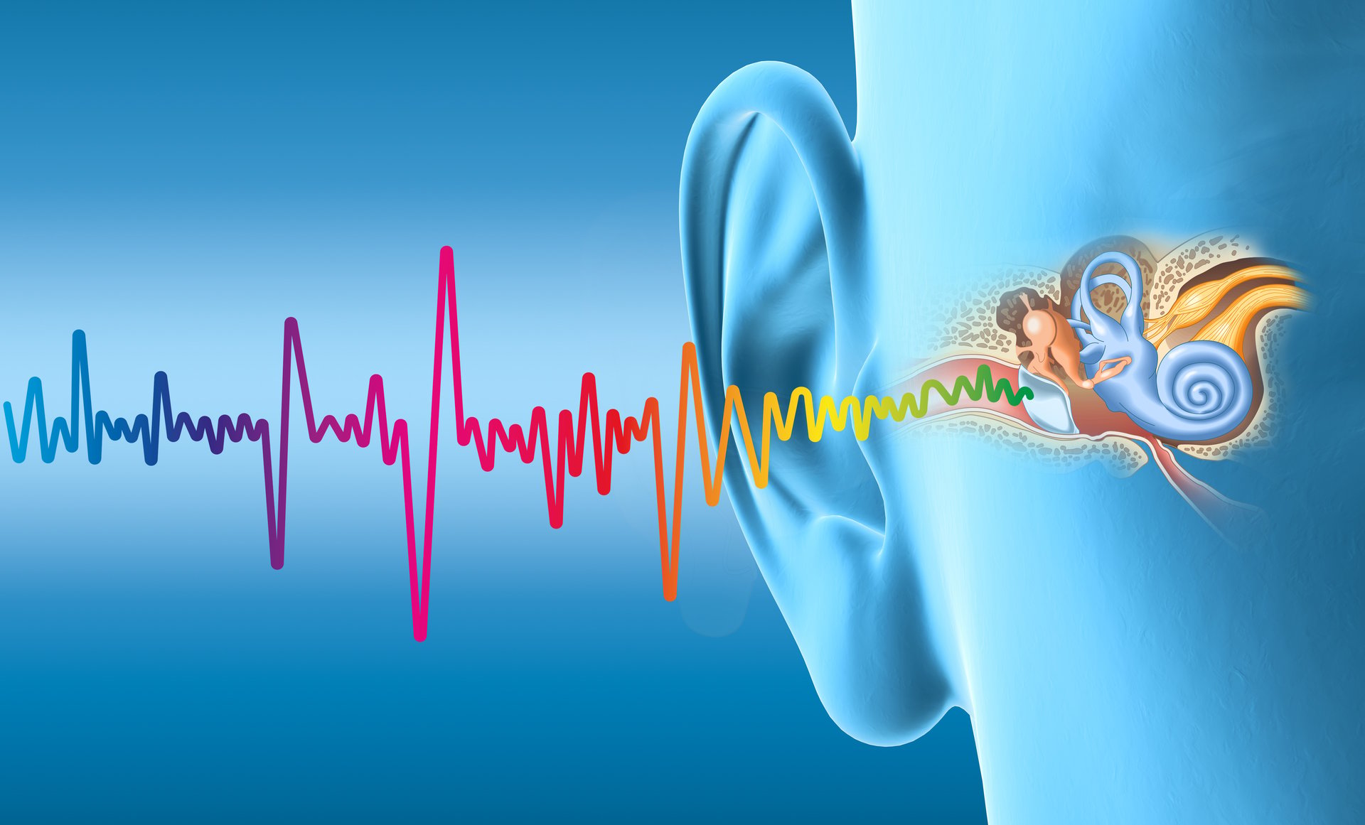 What will the audiologist do during a typical hearing test
