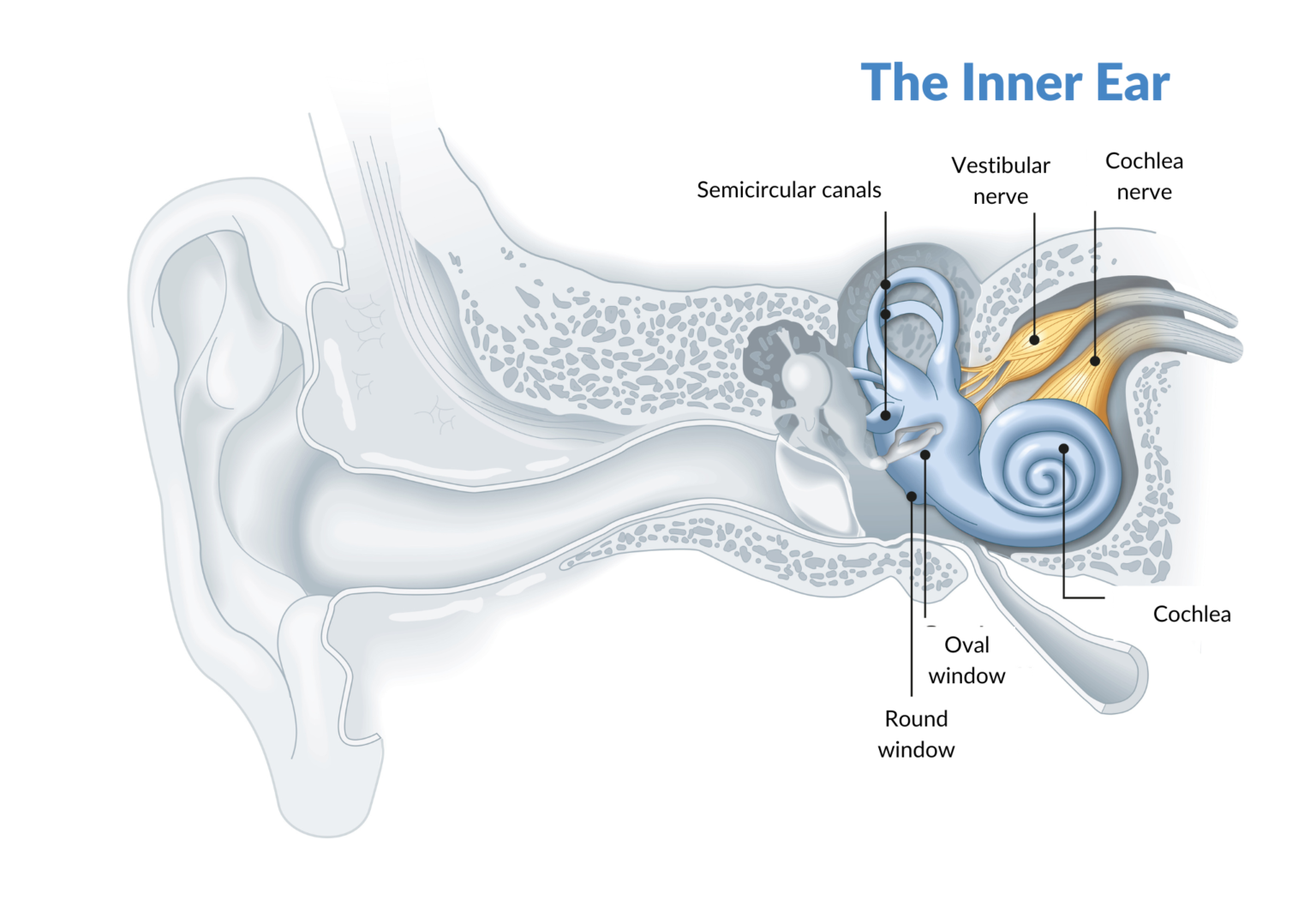 Anatomie de l'oreille et fonctionnement du système auditif